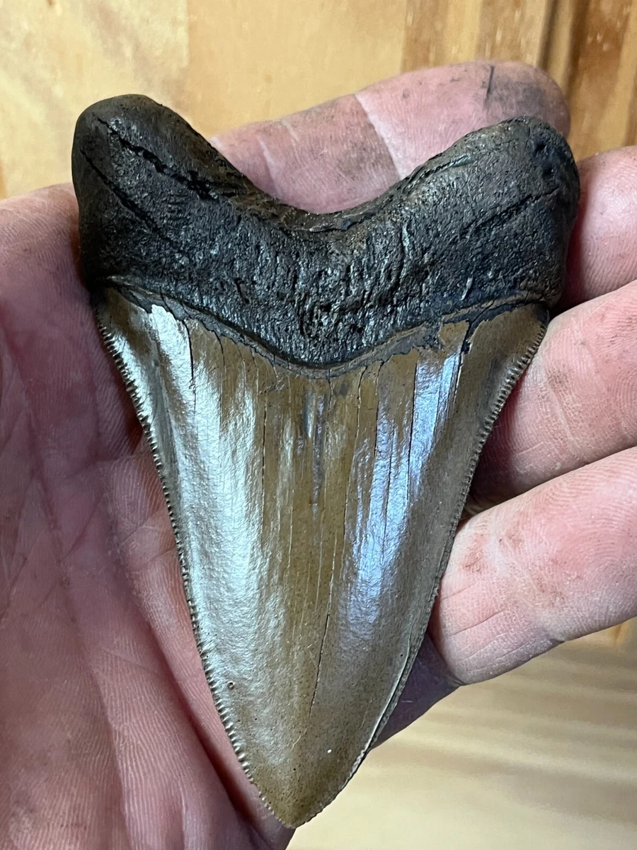 Megalodon Shark Tooth Replica
