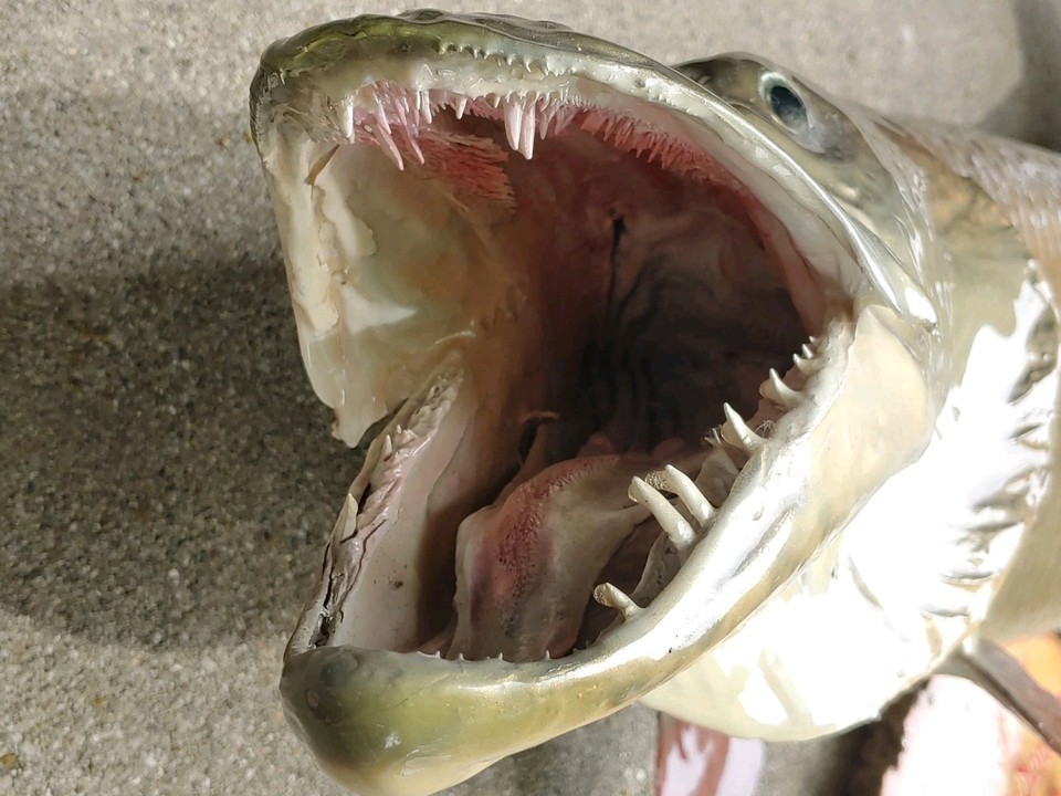 VTG REAL FISH TAXIDERMY 51" MUSKY WALL MOUNT By Lax 32.5lbs WI Lac ...