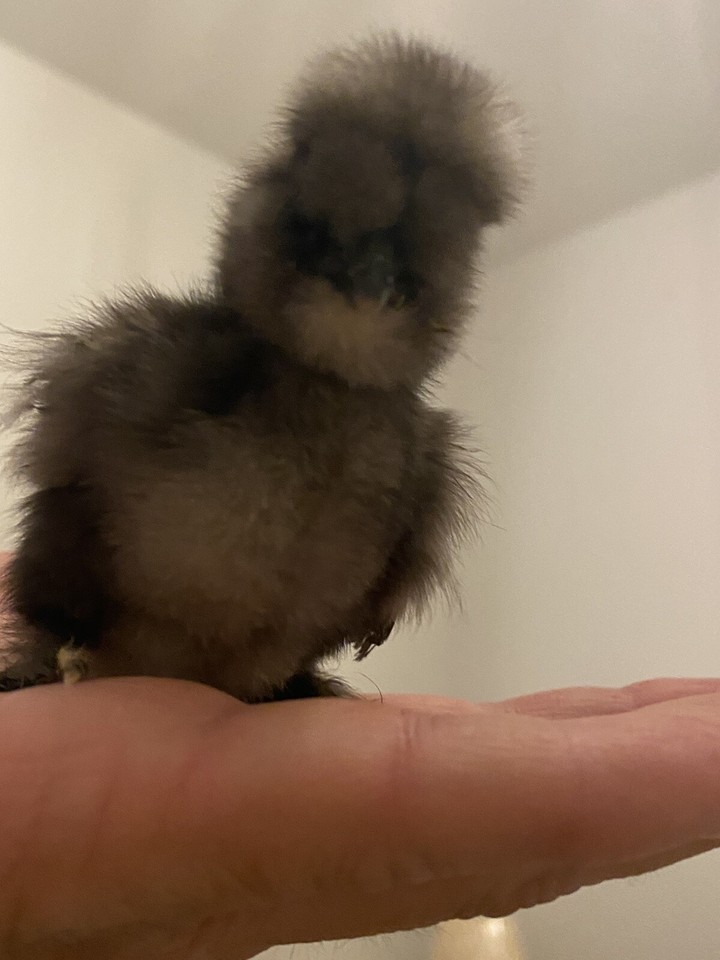6 Bearded/Crested Show Quality Silkie & Showgirl chicken hatching eggs ...