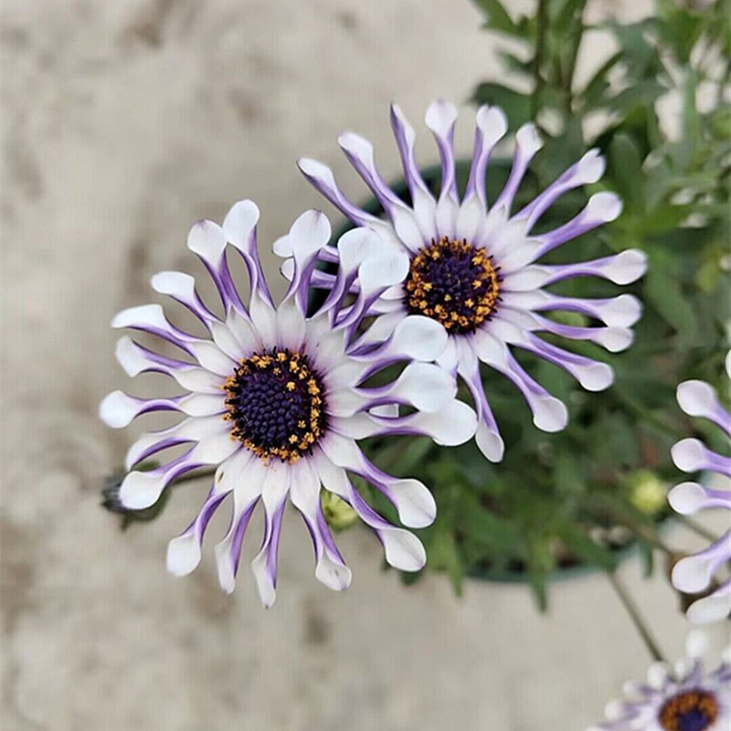 African Daisy Rare Blue Purple Daisy Flower Seeds for Home Decor | eBay