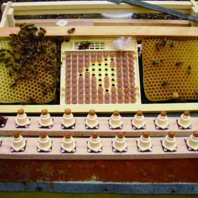 New 1 Set Bee Queen Rearing Kits Plastic Beekeeping Tools HoneyBee ...