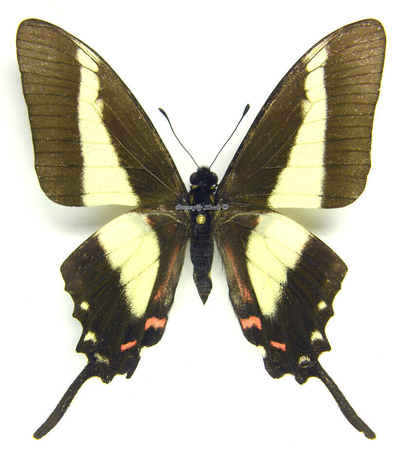 Unmounted Butterfly/Papilionidae - Protographium asius, male, A- | eBay