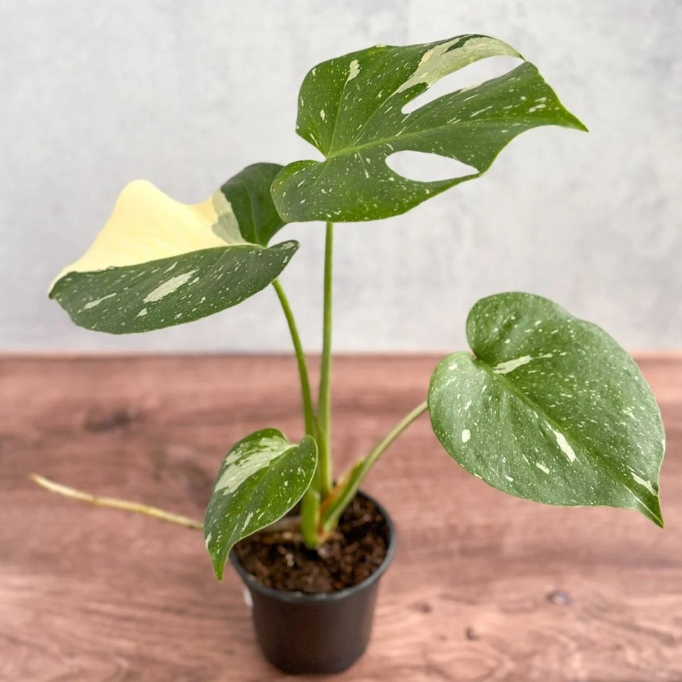 Thai Constellation Monstera - Rare Monstera | eBay