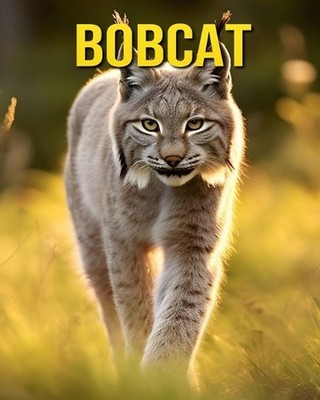 Bobcat: Fun and Amazing Pictures About Bobcat by Susan Pharo Paperback ...