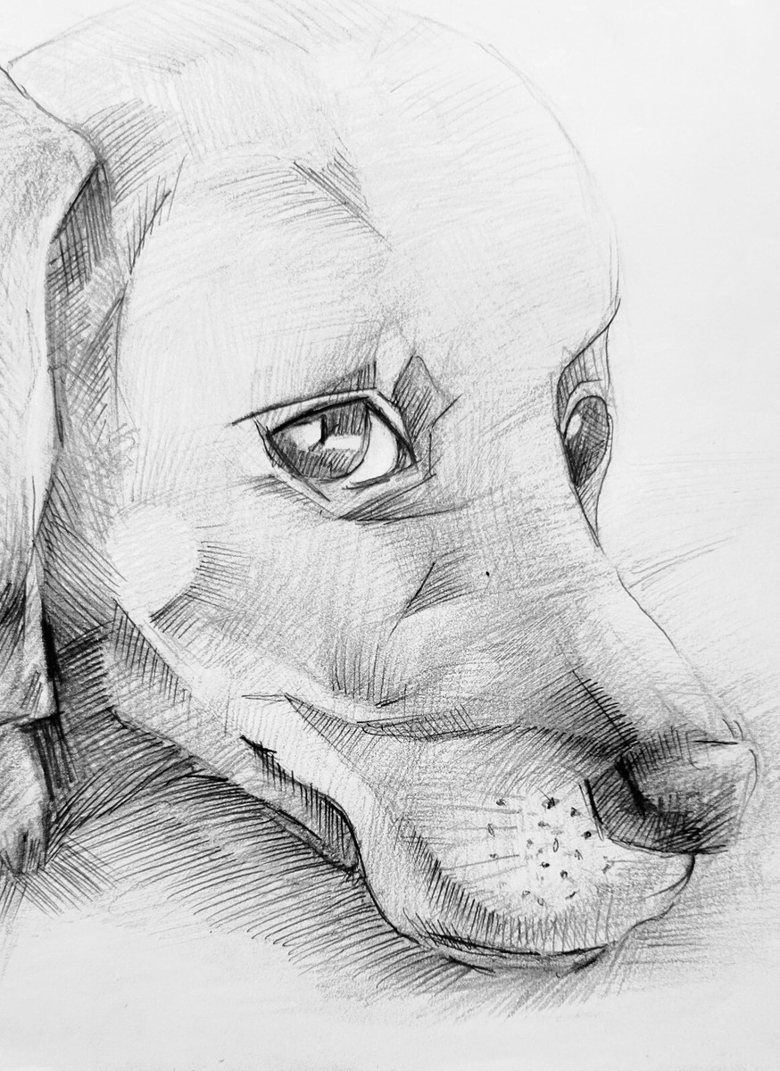 Realistic Dog Drawing How To Draw Dogs | Art Rocket