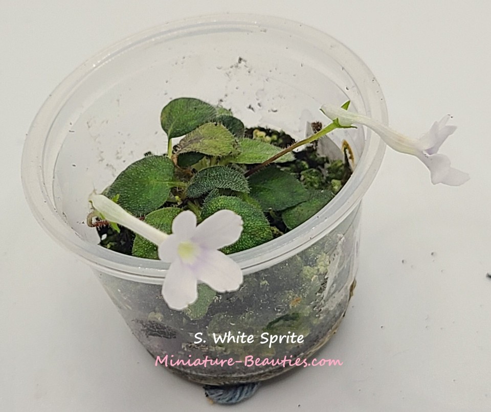Micro Mini Sinningia White Sprite s.e.e.ds, African violet Tariffs ...