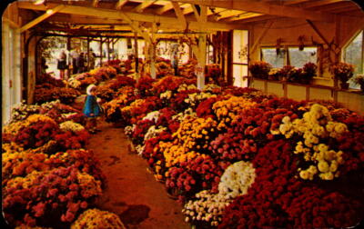 Postcard Garden Mums Farm of Paschke North East PA chrome | eBay