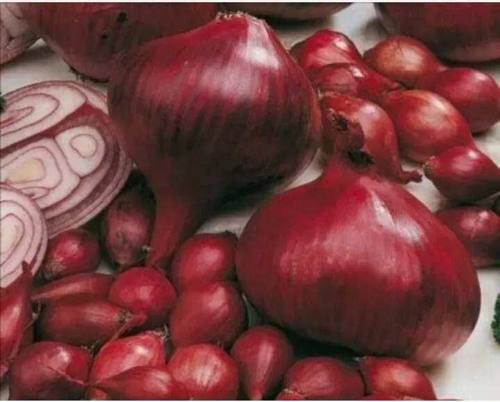 Red Baron Onion Sets - 20 Bulbs Excellent For Planting And Harvesting ...
