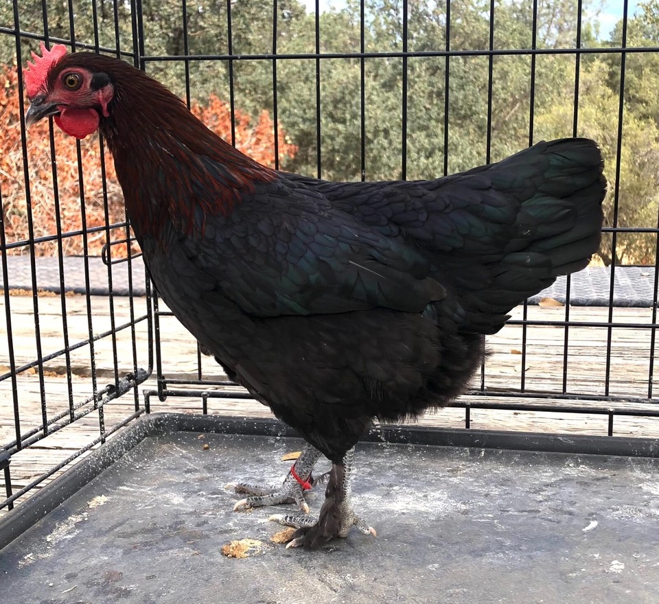 RARE Bantam Black Copper Marans Hatching eggs | eBay