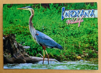 Postcard IN: Wild fauna of Indiana. Great Blue Heron | eBay