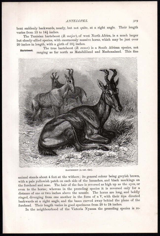 HARTEBEEST 1894 Antelope - Mammal - Friedrich Specht VICTORIAN ...