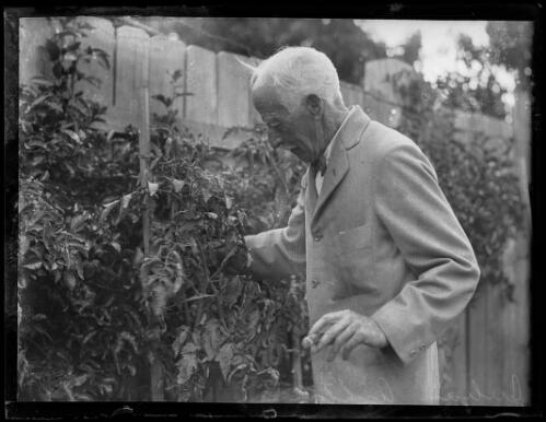 Artist Mr Julian Ashton standing in a garden, NSW, 24 August 1929 Old ...