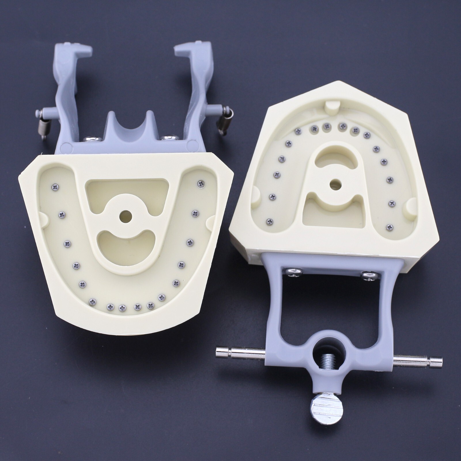 Columbia Dentoform 860 Type Dental Typodont Model With 32pcs Removable ...