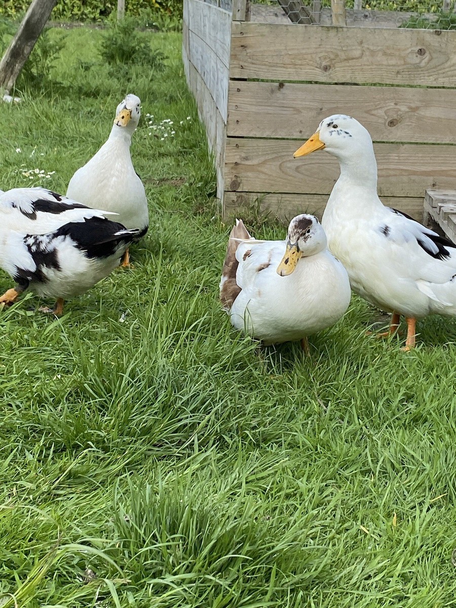 Ancona Breeders Uk Map