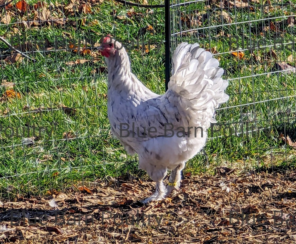 6 Show Quality Blue/Black/Splash Langshan Chicken Hatching Eggs. NPIP ...