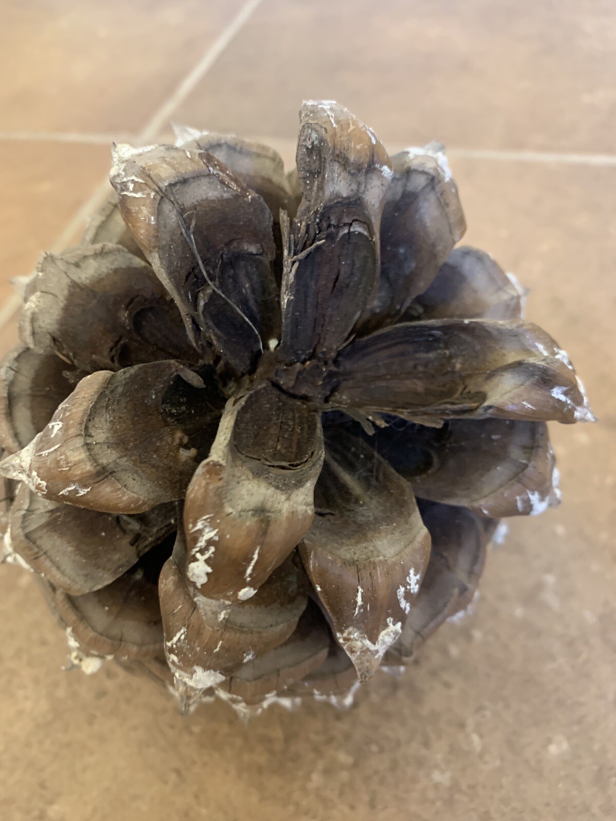 Common Gray Pine Cone | eBay