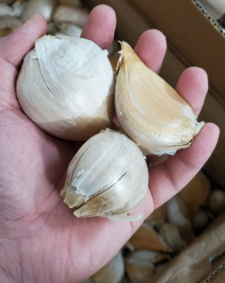 Elephant Garlic giant garlic, 3 Large clove, Great for planting fast ...