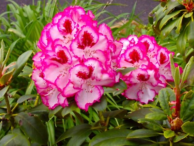 CHERRY CHEESECAKE~Azalea Rhododendron~LARGE Rooted Plant~MAY BE DORMANT ...