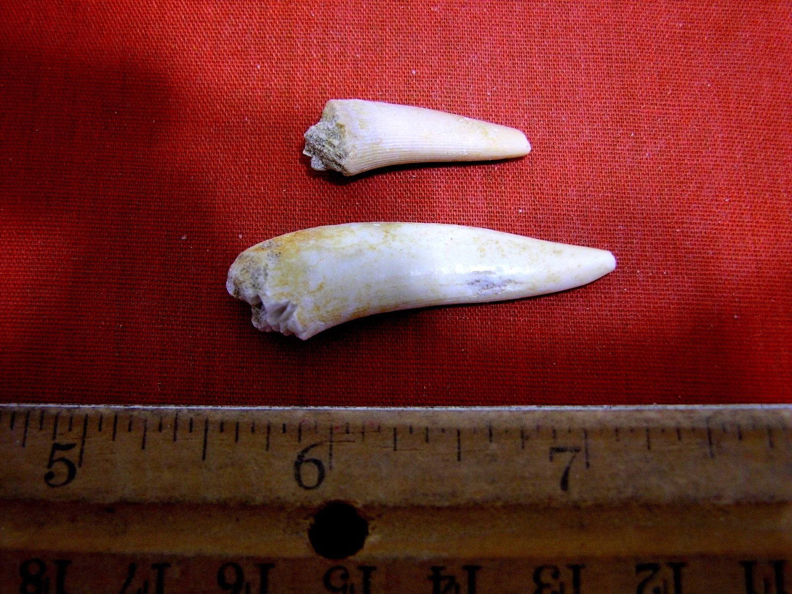 Saber tooth Herring fossil teeth Enchodus Cretaceous (2 tooth lot) N49 ...