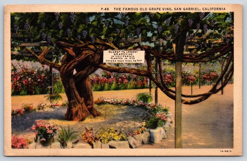 Postcard The Famous Old Grape Vine, San Gabriel, California Unposted | eBay