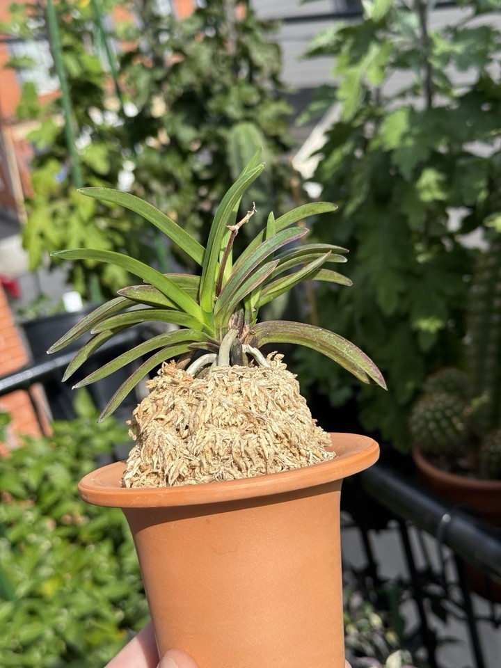 Neofonetia Falcata Beniogi Fragrant Miniature Vanda Orchid Variegated ...