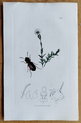 Notiophilus on Mouse Ear - Beetle Original Insect Print Curtis ...