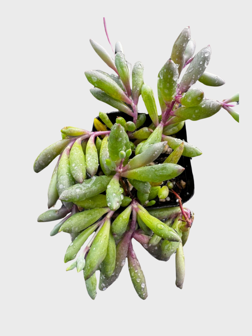 Othonna Capensis 'Ruby Necklace' Rooted Succulent - Choose Plant Size ...