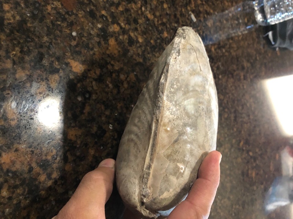 Prehistoric large fossilized clam | eBay