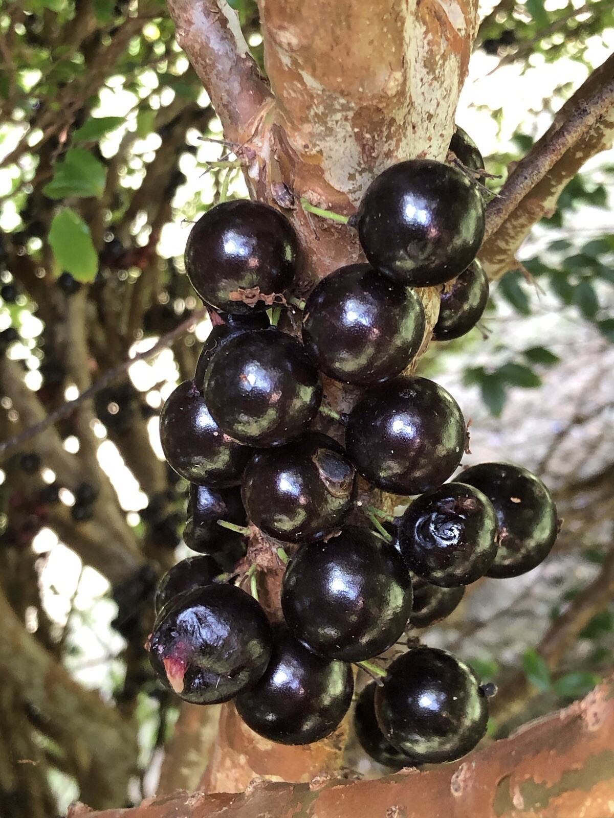 Jaboticaba Sabara TREE very SWEET Juicy fruit Easy to grow Tasty YUM ...