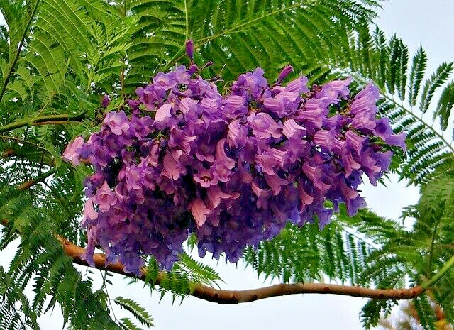 Jacaranda Flower Tattoos