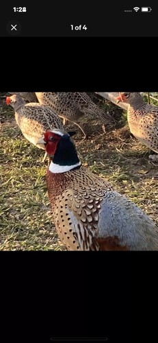 12 Jumbo Ringneck Pheasant Hatching Eggs | eBay