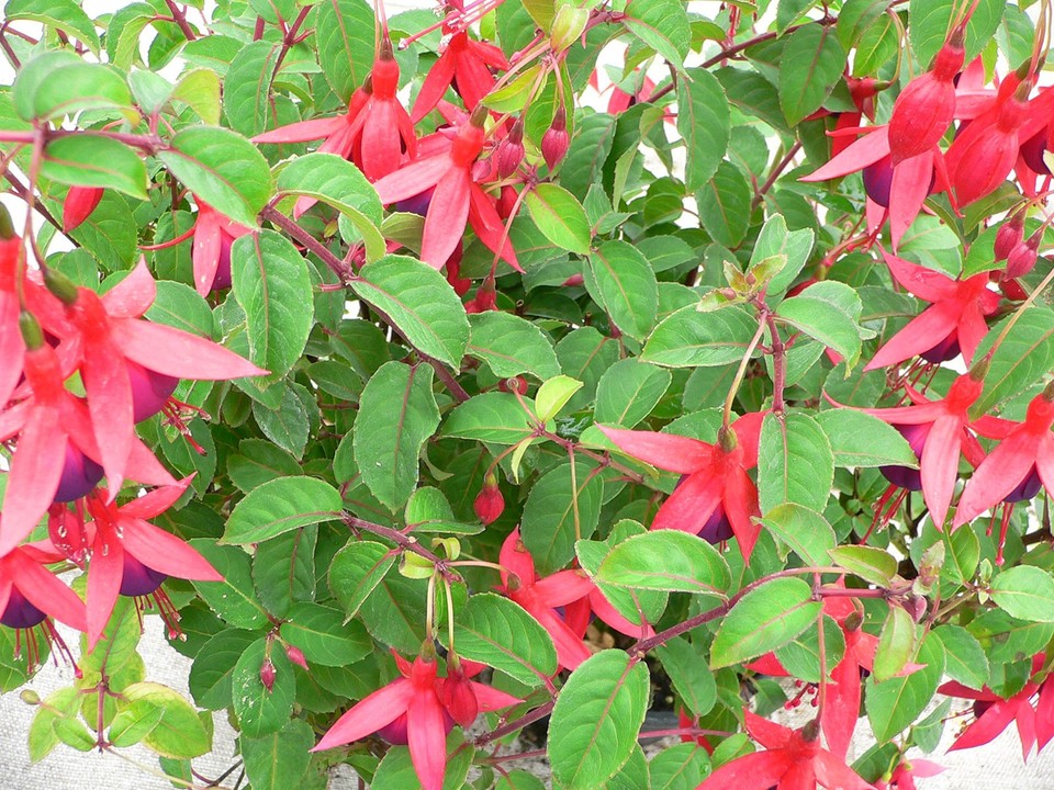 Fuchsia Mrs Popple Hardy Deciduous Shrub Red Violet Purple Flower | 9cm ...