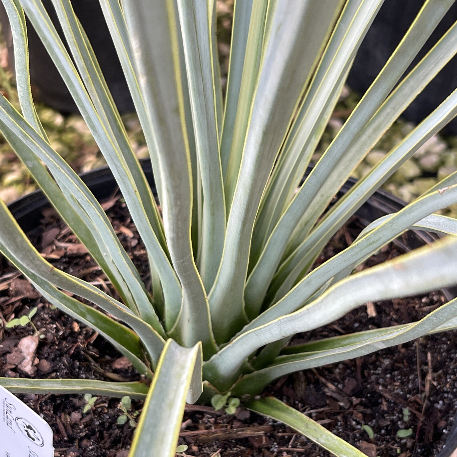 Plant Yucca rigida - 3 gallon - bare root. | eBay