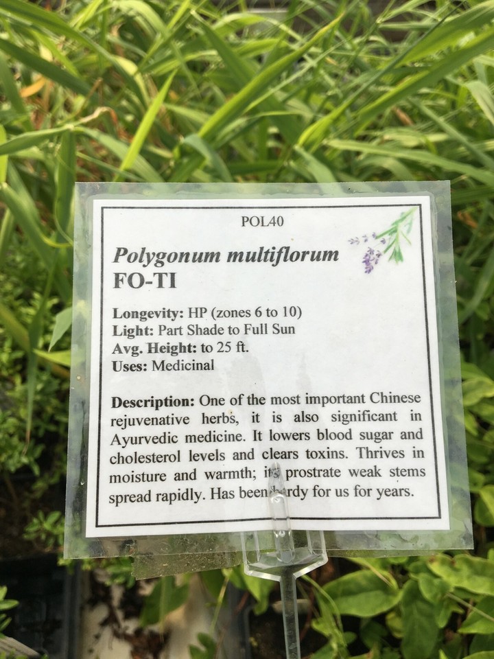 Polygonum multiflorum Chinese FO TI Live plant in 2.5 inch plant ...