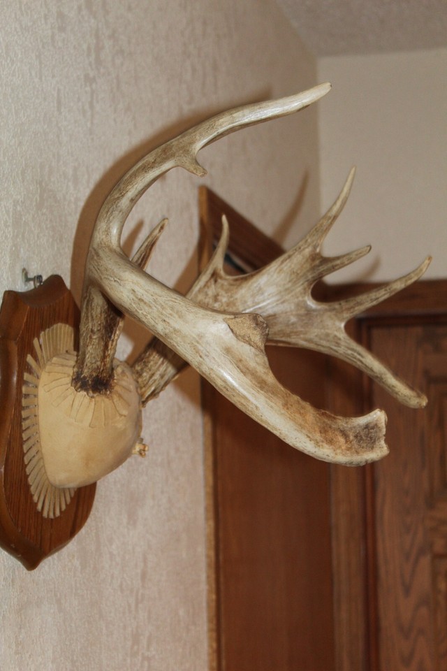 Freak Nontypical 3rd Beam Deer Antler Whitetail Log Cabin Decor ...