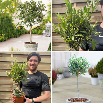 Olive Tree Plant Lollipop Olea Europea Evergreen Garden Shrub in 3L Pot ...