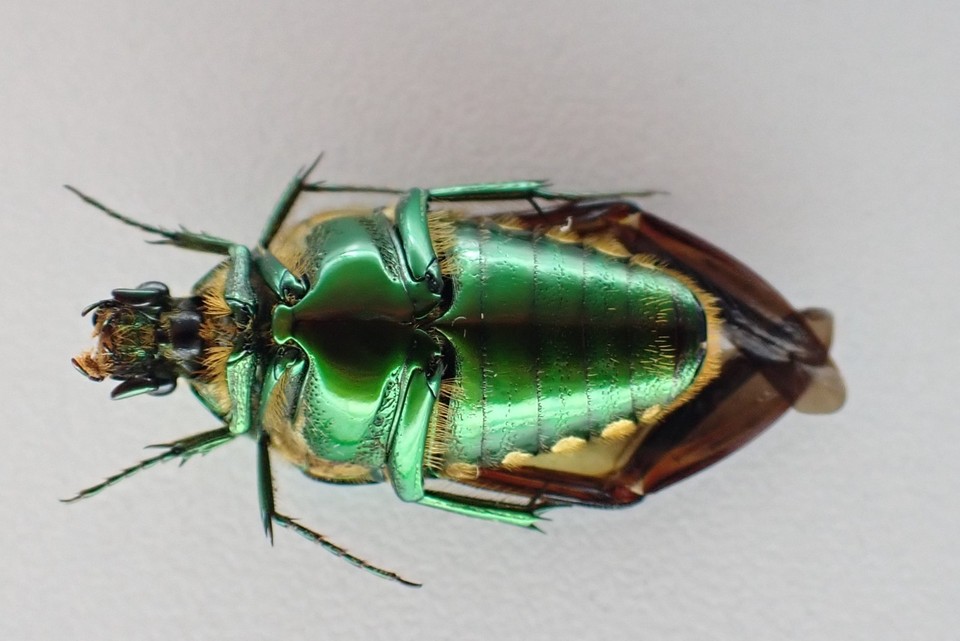 D31785. Insects, Beetles. Cetoniidae sp. Vietnam Central | eBay