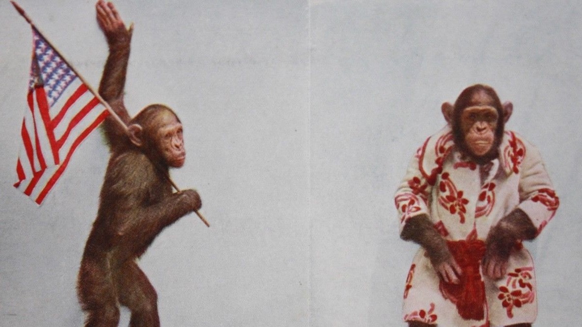 Monkey Waving American Flag