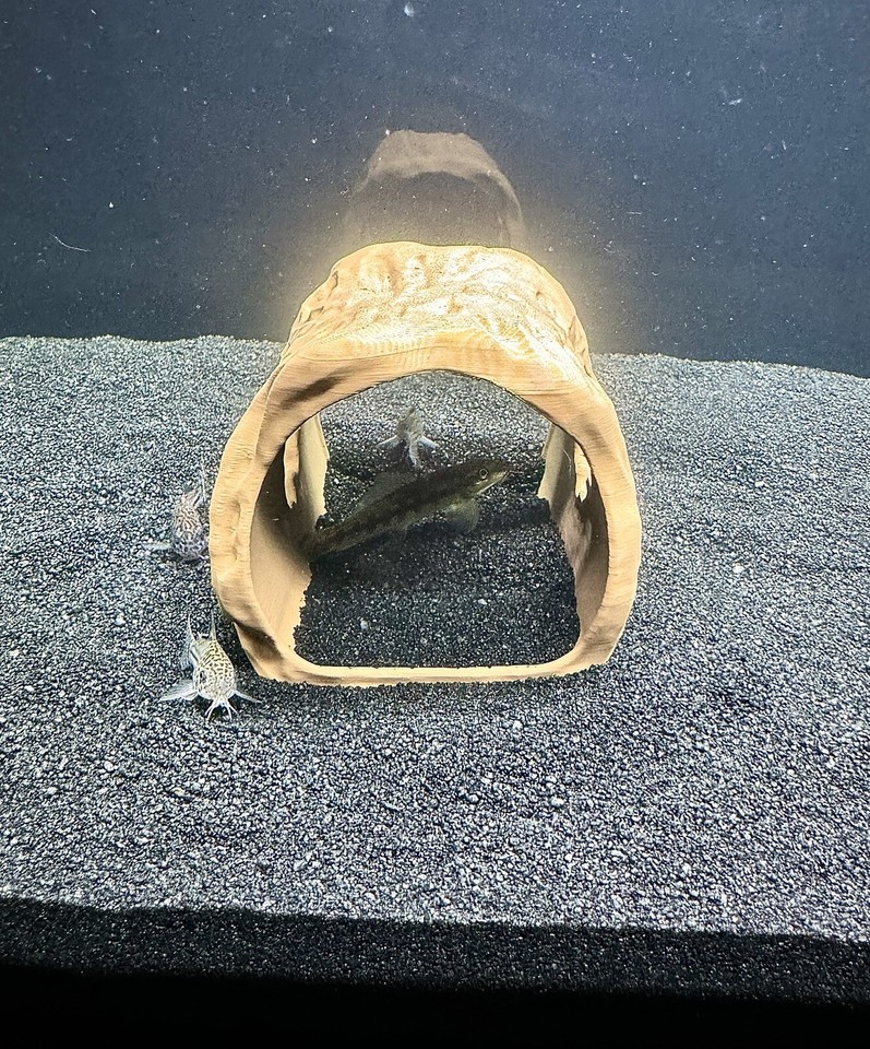 Aquarium Cave Tree Log Fish Tank Aquarium Decor Hide Cichlid Cave ...