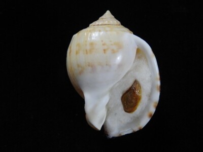 Sea shell Semicassis pyrum 61.9mm ID#7041 | eBay