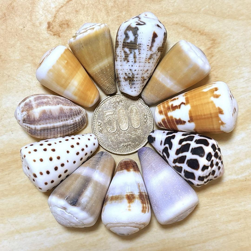 Cone Shell Natural Seashell from Japan for Art Craft Shells of Okinawa ...
