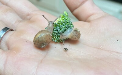 Live Land Garden Snails (2 Babies) | eBay