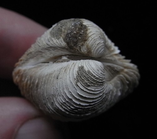 seashell Venus nux 28mm F+++ | eBay