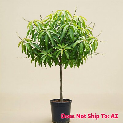 Mango Tree Grafted Mallika Plant Live Mangifera Indica 5 Gal Pot 4-5 ...