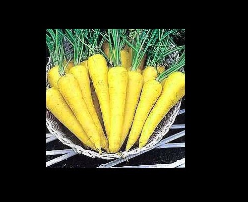 Solar Yellow Carrot 100, 300, 1000, 2000 Seeds Heirloom colorful ...