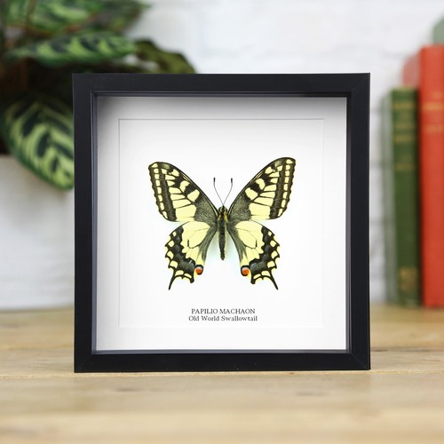 Old World Swallowtail Butterfly - Handcrafted Entomology Frame | eBay