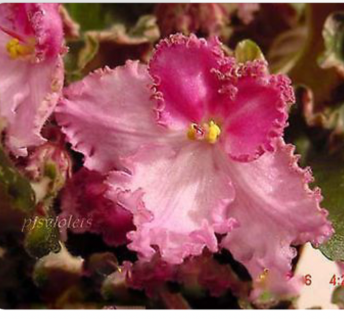 African Violet Plant ~ Apache Sunbust | eBay