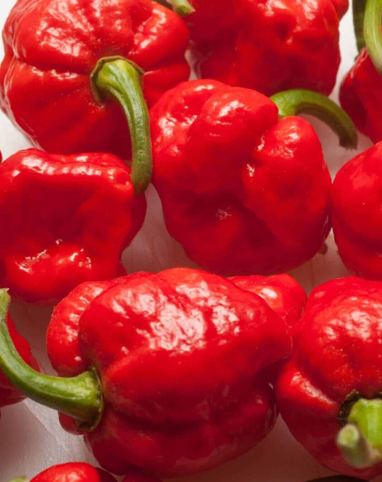 20 Newly Harvested Super-Hot Trinidad Scorpion Red Moruga Pepper Seeds ...