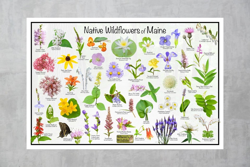Native Wildflowers of Maine Flower Identification Poster / Flower ID ...
