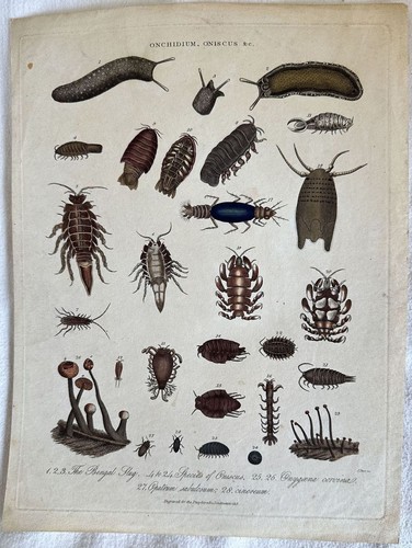 Onchidium Oniscus Bengal Slug 1819 John Pass 1819 Entomology Insects | eBay